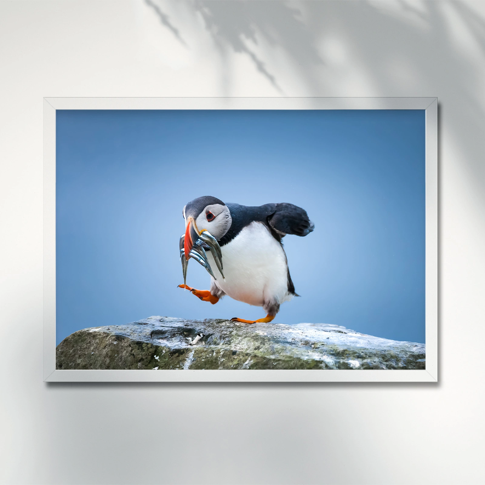 FUNNY PUFFIN WITH SAND EELS, FAROE ISLANDS - POSTER • Alessio Mesiano ...